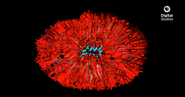 The stunning and groundbreaking University of Hawaii confocal ...