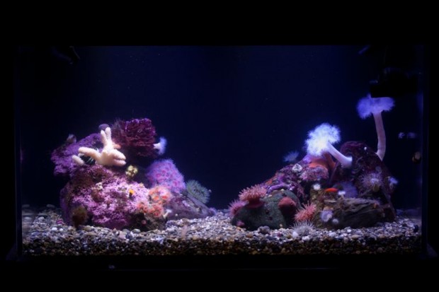Shoreliner11’s 65 gallon temperate reef is a cold water beauty | Reef ...