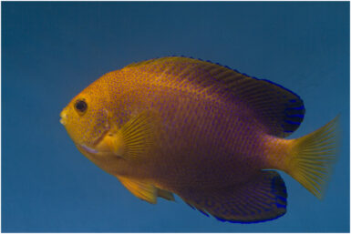 Video of a particularly orange pair of Japanese Pygmy Angelfish ...