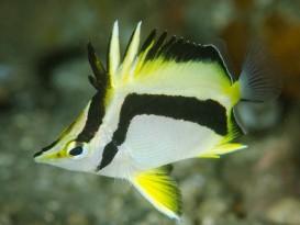 Juvenile Scythe Butterflyfish photographed in the Catalina Islands for ...