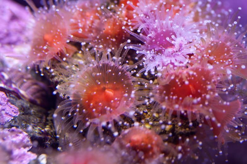 Shoreliner11’s 65 gallon temperate reef is a cold water beauty | Reef ...