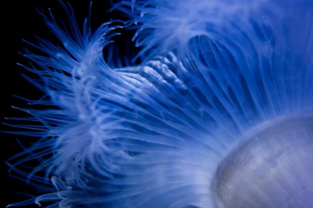 Shoreliner11’s 65 gallon temperate reef is a cold water beauty | Reef ...