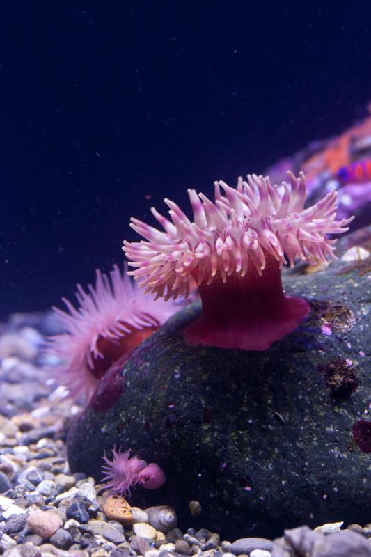 Shoreliner11’s 65 gallon temperate reef is a cold water beauty | Reef ...