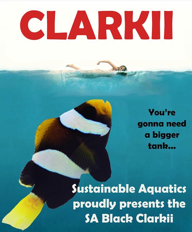 Black Clarkii clownfish from Sustainable Aquatics | Reef Builders | The ...