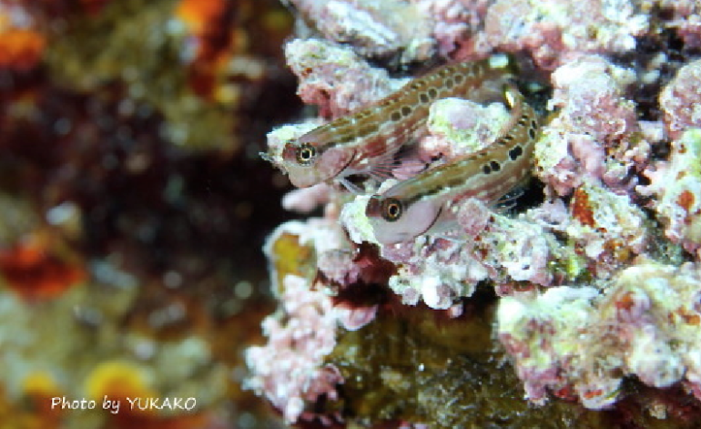 Rare Fish Alert: Ecsenius oculus, the Ocular Blenny | Reef Builders ...