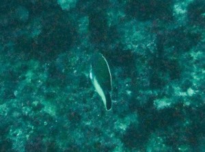 Face-to-face with the hyper rare tiger angelfish in nature and the ...