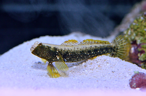 Cryptocentrus albidorsus is a beautiful and seldom seen shrimp goby ...