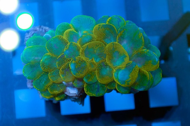 Have you ever seen such an incredible bubble coral? | Reef Builders ...