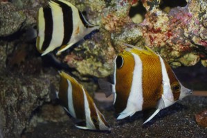 Video updates on BlueHarbor’s Roa excelsa and Prognathodes basabei ...