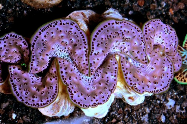 Flame tail hawkfish and pink maxima clam are not to be missed at Dr ...