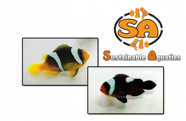 Sustainable Aquatics releases captive bred Saddleback and Sebae ...
