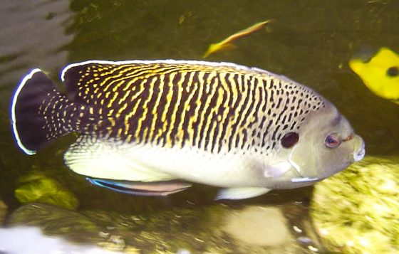 Face-to-face with the hyper rare tiger angelfish in nature and the ...