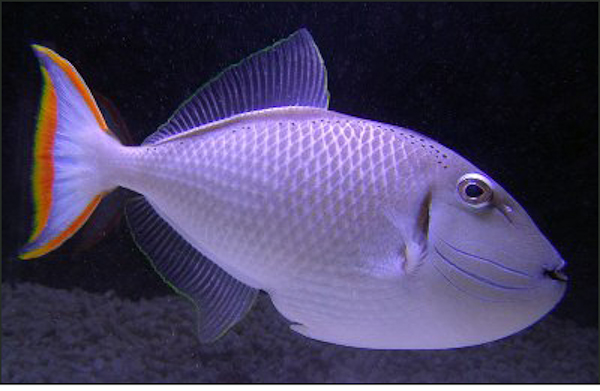 Xanthichthys greenei is the official name of the Christmas Island Kiri ...