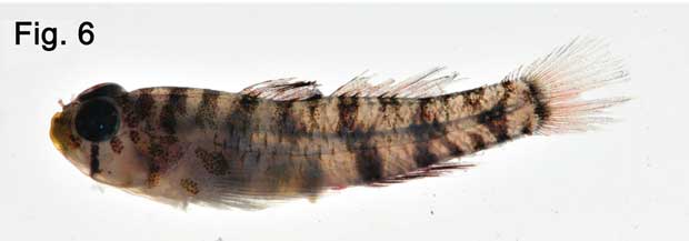 Four new species of Eviota gobies from French Polynesia | Reef Builders ...