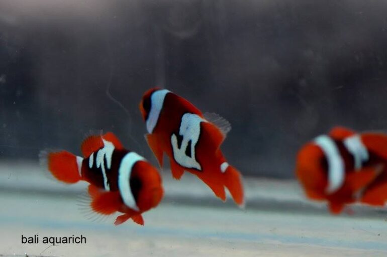 Bali Aquarich shows off “Picasso / Galaxy” Tomato Clownfish | Reef ...