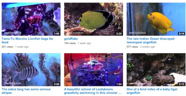 Reef Builders’ YouTube channel is up to 200+ videos! | Reef Builders ...