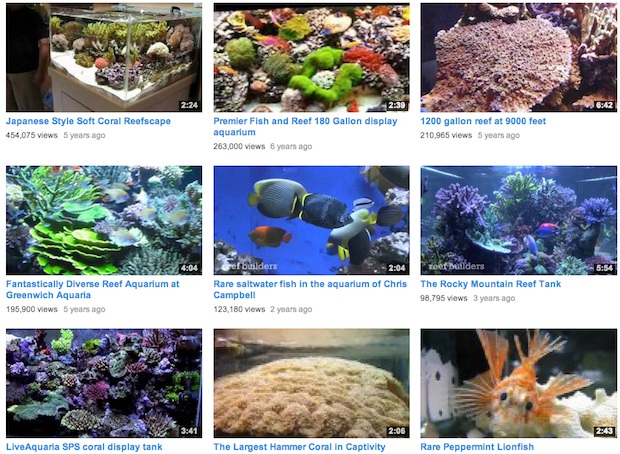 Reef Builders’ YouTube channel is up to 200+ videos! | Reef Builders ...