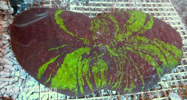 Sandal Coral, Sandalolitha dentata can grow to ginormous proportions ...