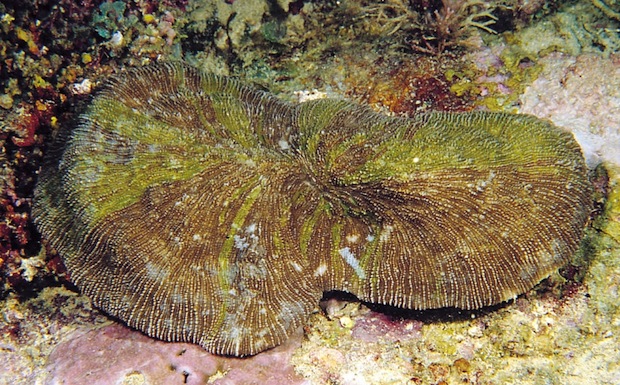 Sandal Coral, Sandalolitha dentata can grow to ginormous proportions ...