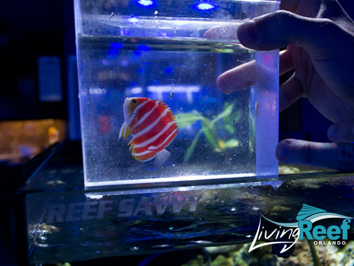 Peppermint Angels are officially making their way around the world ...