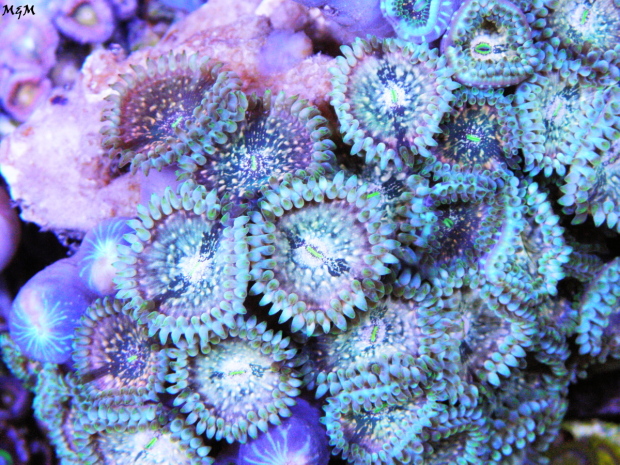 Hawaiian Zoanthids are totally hot right now | Reef Builders | The Reef ...