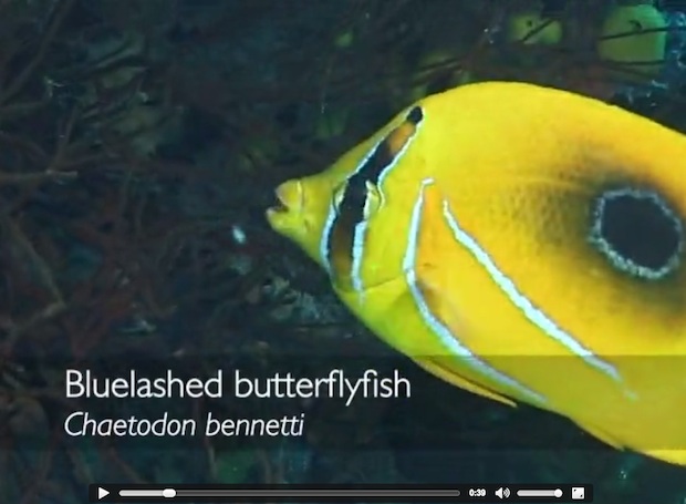 Marine Life of Fiji and Tonga is the ultimate video for reef life ...