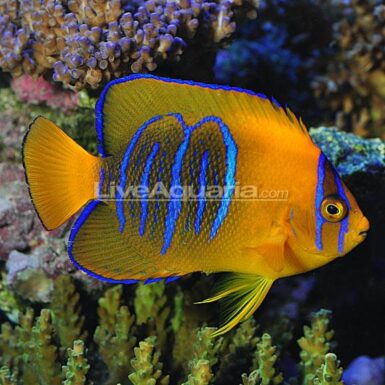 LiveAquaria offering completes the saga of the world’s first captive ...