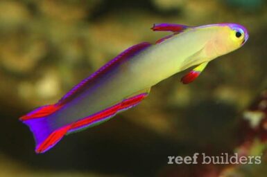 Exquisite firefish, Nemateleotris exquisita - a bigger yellow version ...