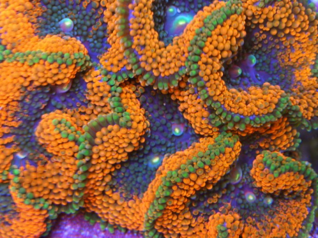 A rainbow of Ricordea | Reef Builders | The Reef and Saltwater Aquarium ...