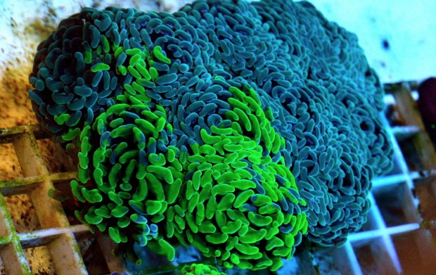 Hammer corals come in a dizzying array of colors, including the two ...