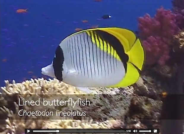 Marine Life of Fiji and Tonga is the ultimate video for reef life identification | Reef Builders ...