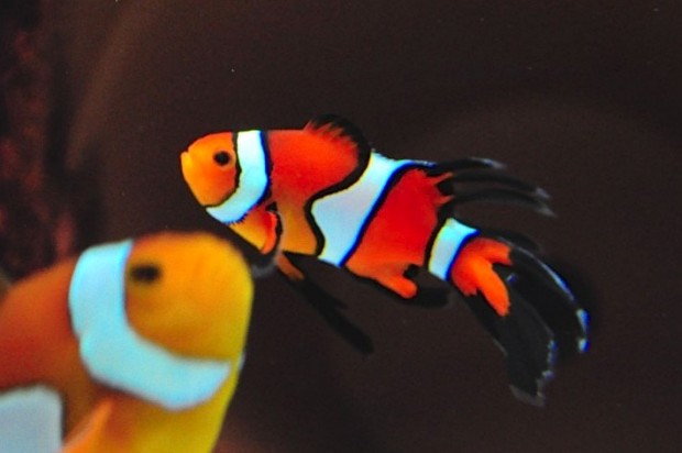 Longfin clownfish clinches title for “guppy of the marine aquarium ...