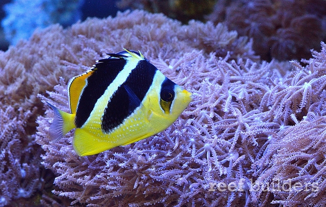 Keeping butterflyfish in reefs: What to look out for and what to avoid ...