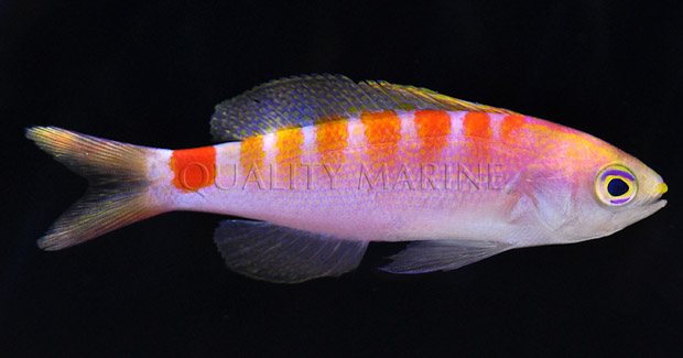 Sunrise Anthias is a new species discovered in New Caledonia by Quality ...