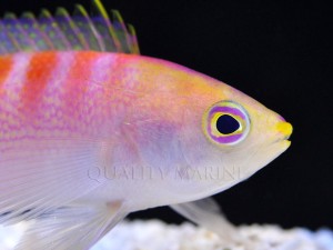 Sunrise Anthias is a new species discovered in New Caledonia by Quality ...