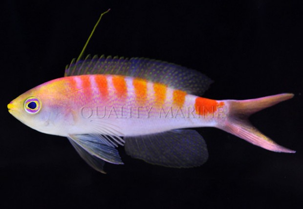 Sunrise Anthias is a new species discovered in New Caledonia by Quality ...