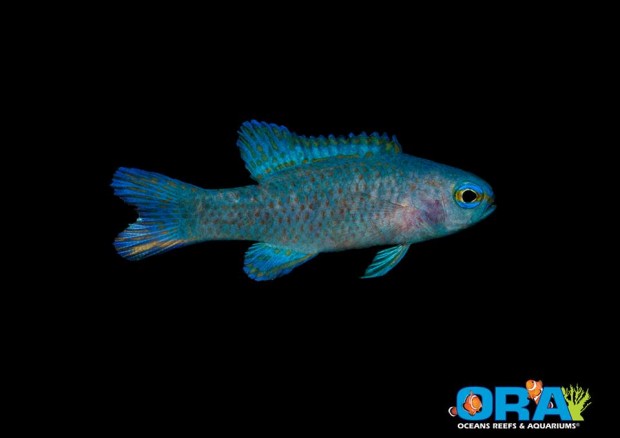 ORA’s captive bred Randall’s assessor is the only way you’re gonna get ...