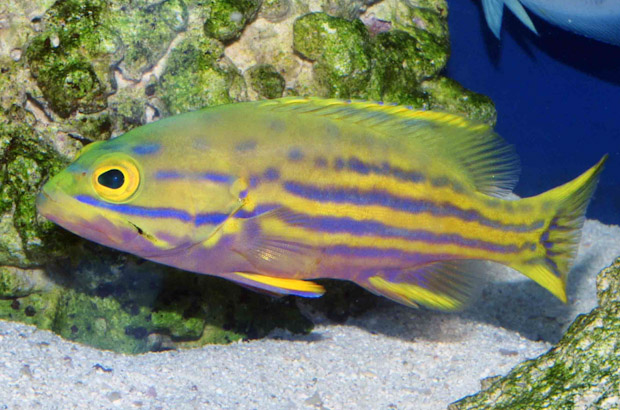 Another killer SPLASH at House of Fins this weekend (Oct.19 & 20 ...