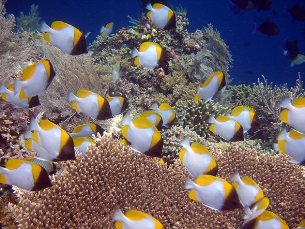 Keeping butterflyfish in reefs: What to look out for and what to avoid ...