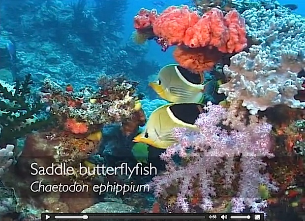 Marine Life of Fiji and Tonga is the ultimate video for reef life ...