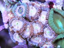 Hawaiian Zoanthids are totally hot right now | Reef Builders | The Reef ...