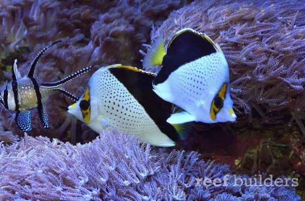 Keeping butterflyfish in reefs: What to look out for and what to avoid ...