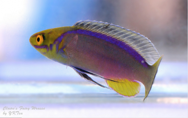 Awesome Fish Spotlight: Cirrhilabrus claire like you’ve never seen, up ...