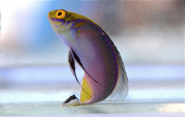 Awesome Fish Spotlight: Cirrhilabrus claire like you’ve never seen, up ...