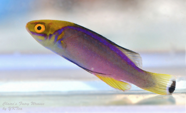 Awesome Fish Spotlight: Cirrhilabrus claire like you’ve never seen, up ...