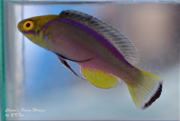 Awesome Fish Spotlight: Cirrhilabrus claire like you’ve never seen, up ...