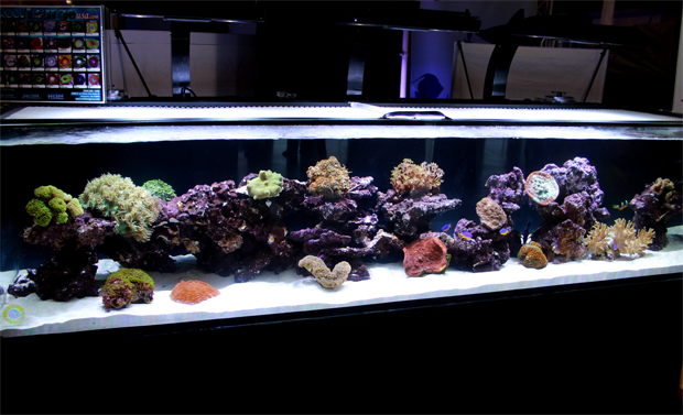 Unbelievable – RAP Does It Again! | Reef Builders | The Reef and ...