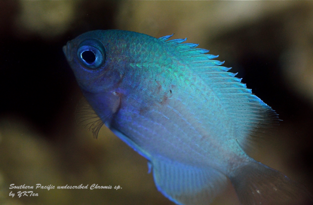 Awesome Fish Spotlight: Deep water Chromis sp | Reef Builders | The ...