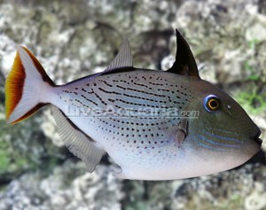 LiveAquaria makes historic first aquarium offering of the line-spot ...