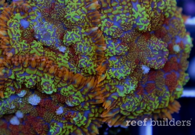Crazy Vietnamese Rhodactis come in a rainbow of color | Reef Builders ...